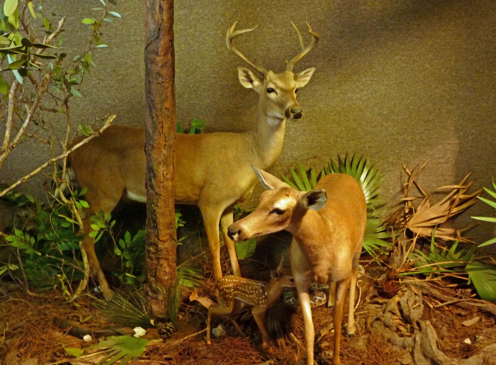 Last Dance: Crane Point - Vaca Key, Marathon