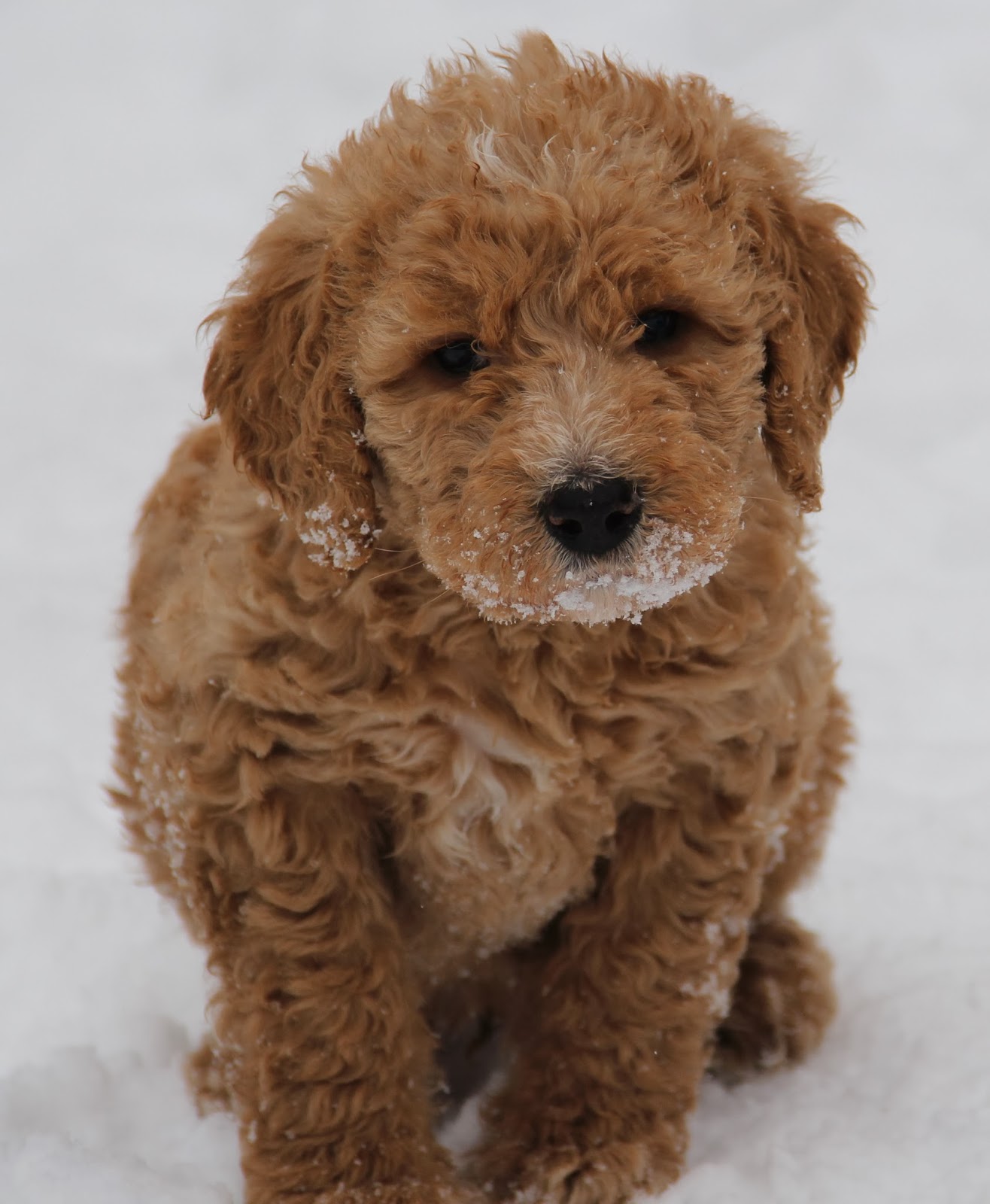 Yesteryear Acres - Doodle Days : Snow Games