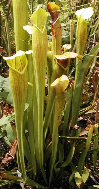 The Phytophactor: pitcher plant video