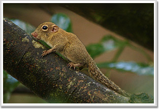 The News For Squirrels: Squirrel Facts: Largest and Smallest Squirrels