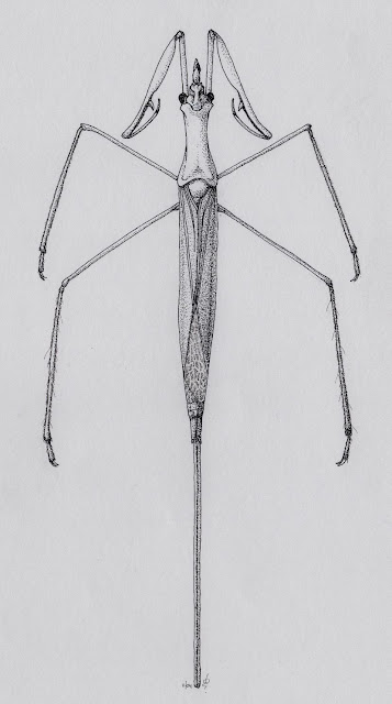NATUURTEKENINGEN: Insecten tekenen in Nederland