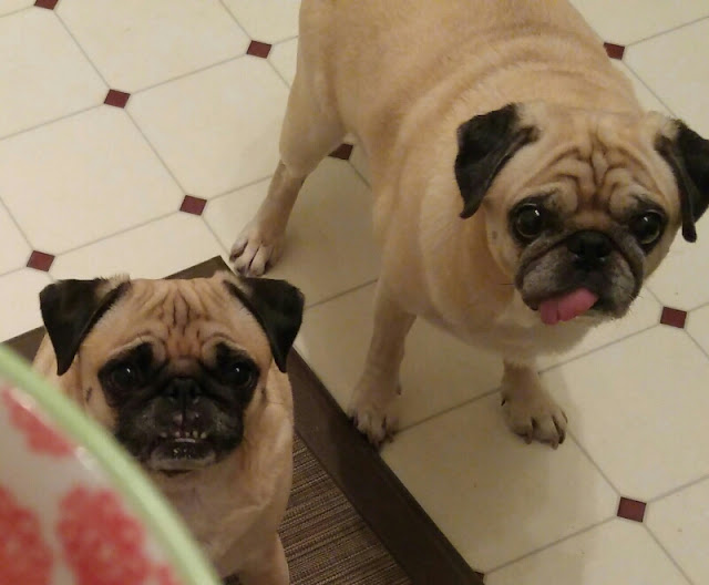 Grubbin' Pugs