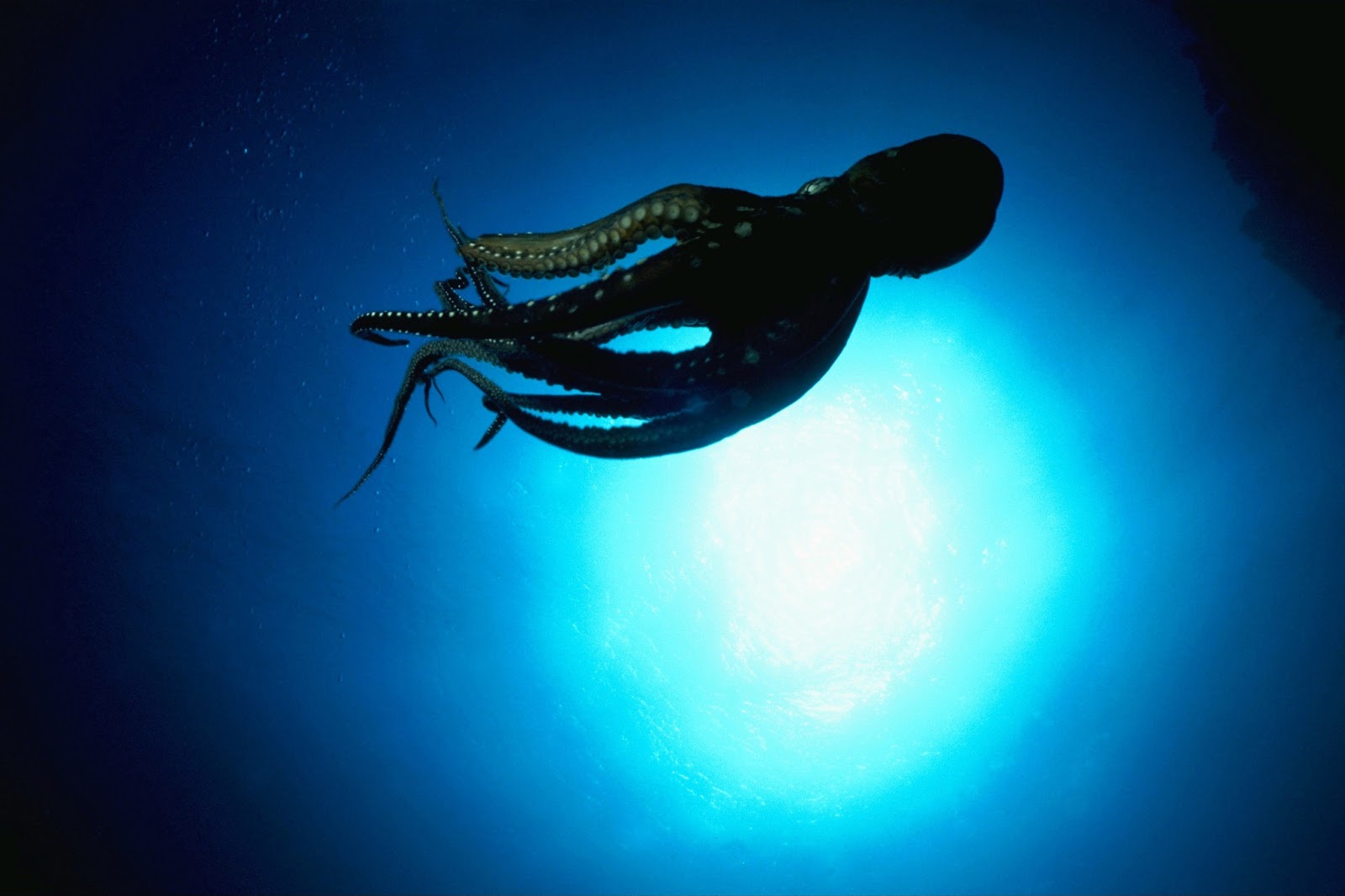 Octopus inspired silent propeller system for water vehicles