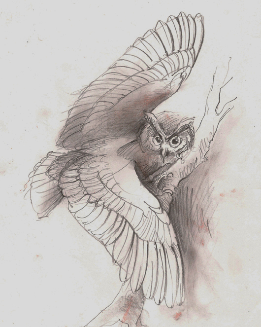 Sandy Scott Art: #431 In the studio: Bird anatomy, con't