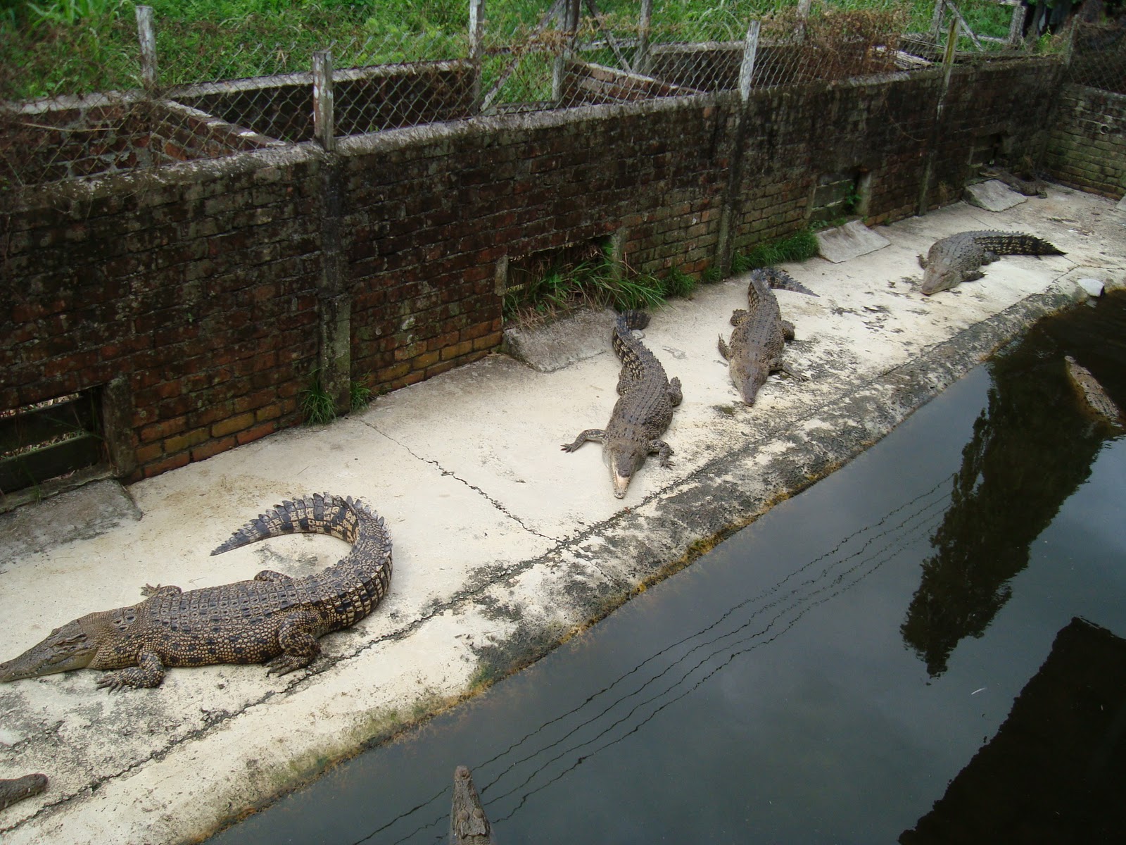MiMiMotMot: Sandakan Crocodile Farm