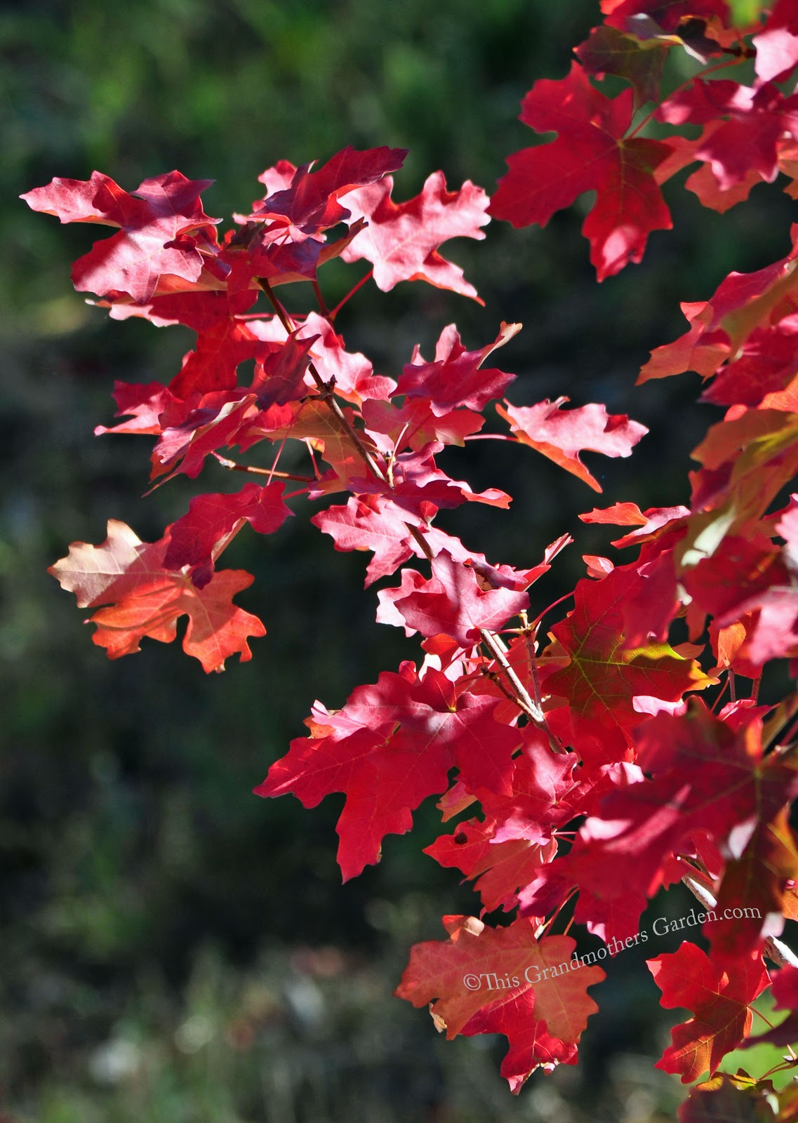 This Grandmother's Garden: The Mystery of Autumn... The Facts May Just ...