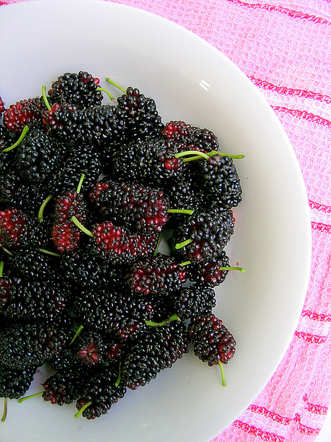 Docaitta Lifestyle: Gardening & Recipe: Mulberry Trees and Homemade Jam!