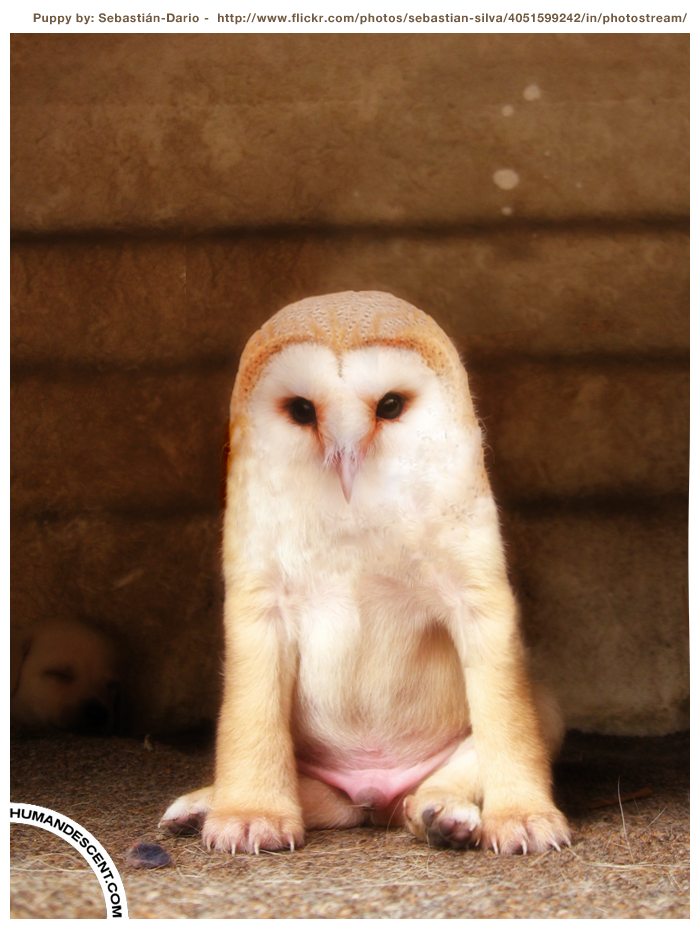 Cosas de Kiko: Martin HumanDescent (1ª parte)