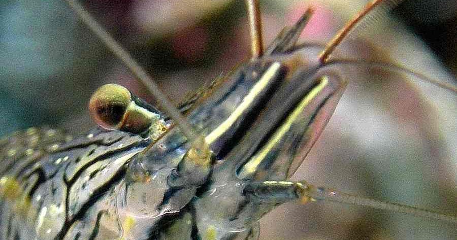 Produits de Thaïlande: La crevette géante tigrée