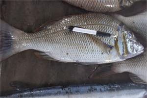 NEGOMBO SEAFOODS: Gal malu