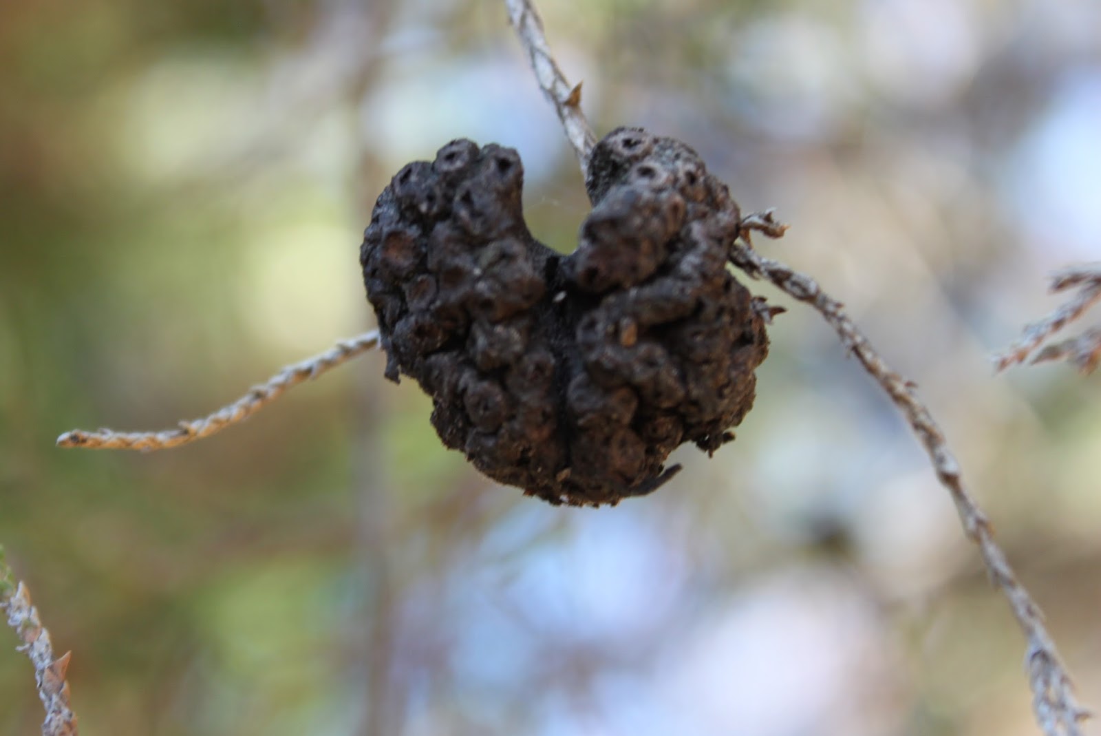 Centenary College Arboretum: Tree of the Week: Eastern Red Cedar ...