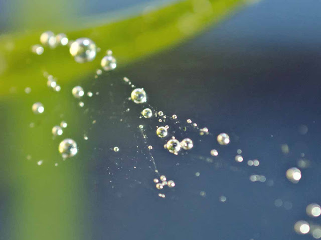 Wanderin' Weeta (With Waterfowl and Weeds): Bubbles in love