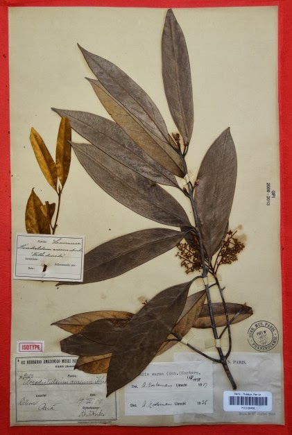 Jacques Huber and the Amazonian Botany: Plant collections