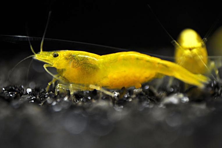 Gambamania: Neocaridina heteropoda