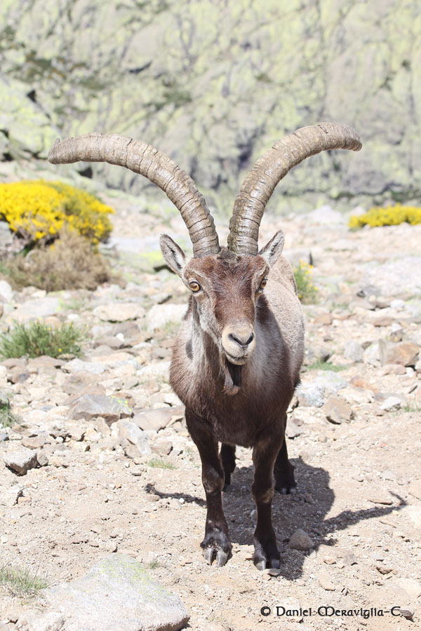 Fotos de aves by Loro: Cabra Montés (Capra pyrenaica victoriae)
