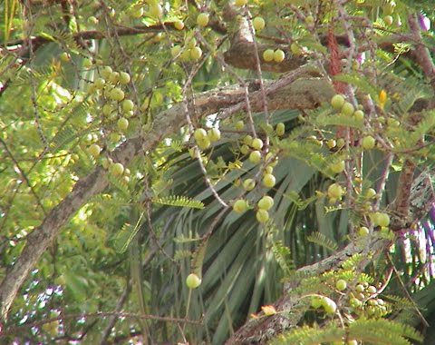 Clever Bulletin: What tree did Parameswara really see in Malacca? (PHOTOS)