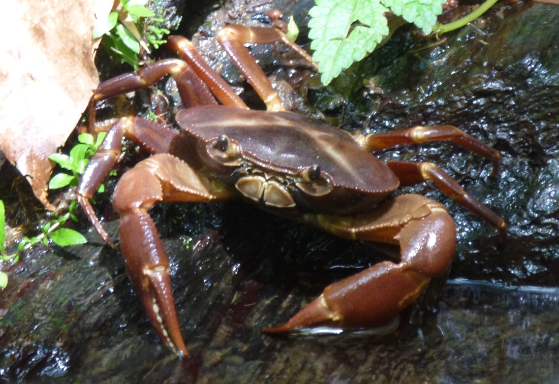 Meet the Manicou Crab: Main Ridge Mountain-dweller