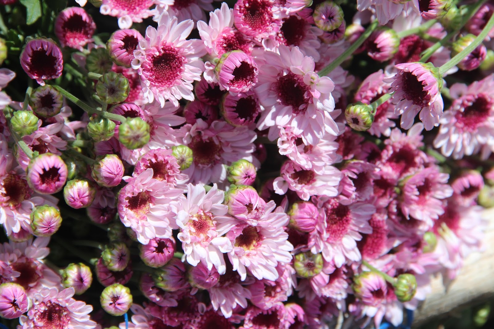 Christine Sells: Edens Flower Farm in Tupi, South Cotabato
