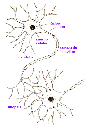 Biología: TIPOS DE CÉLULAS POR SU FORMA