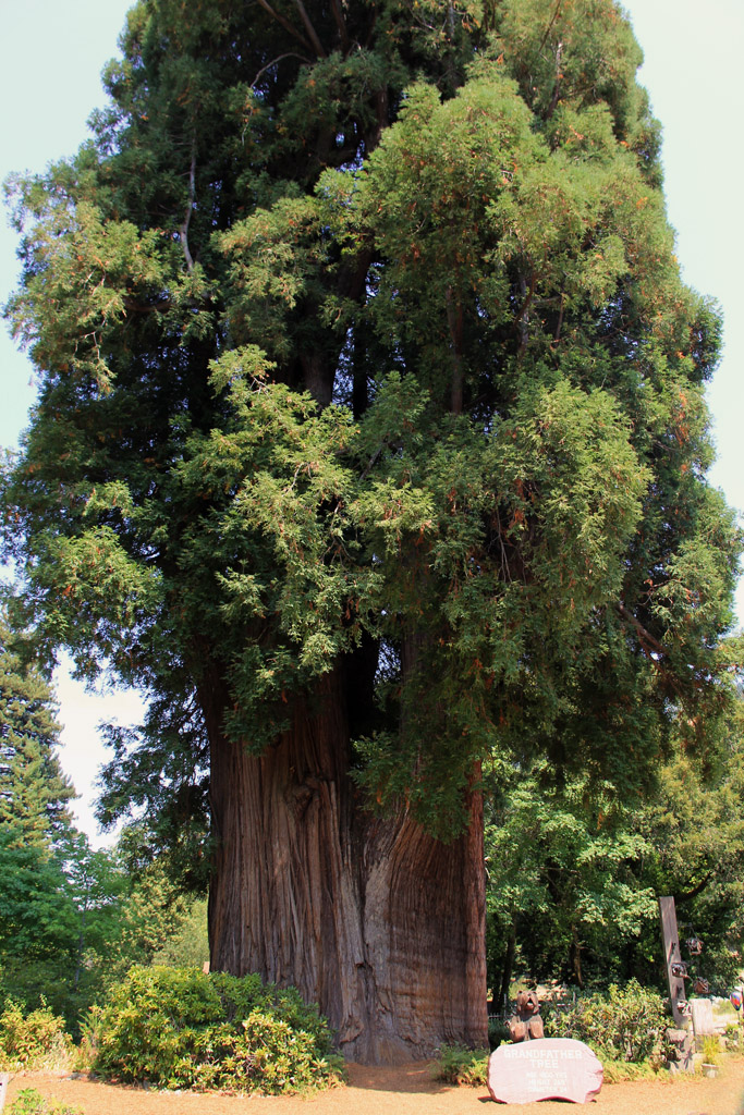 AVCR8TEUR'S PHOTO BLOG: Grandfather Tree Stop