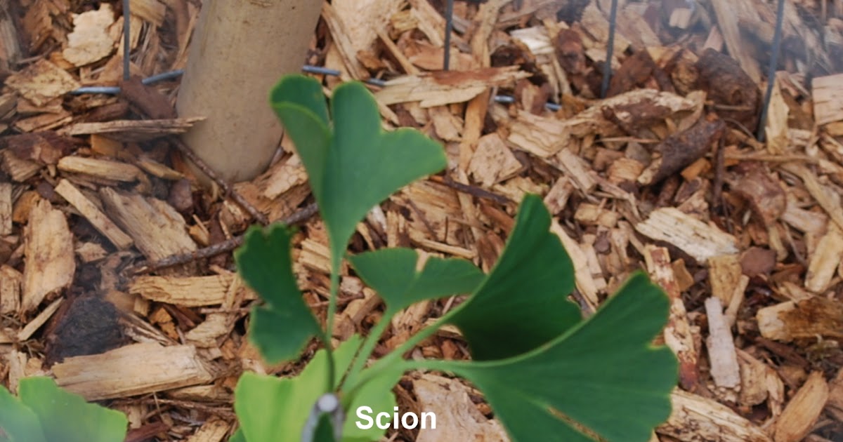 Daniel's Pacific NW Garden: Progress Report. Grafted Gingko biloba ...