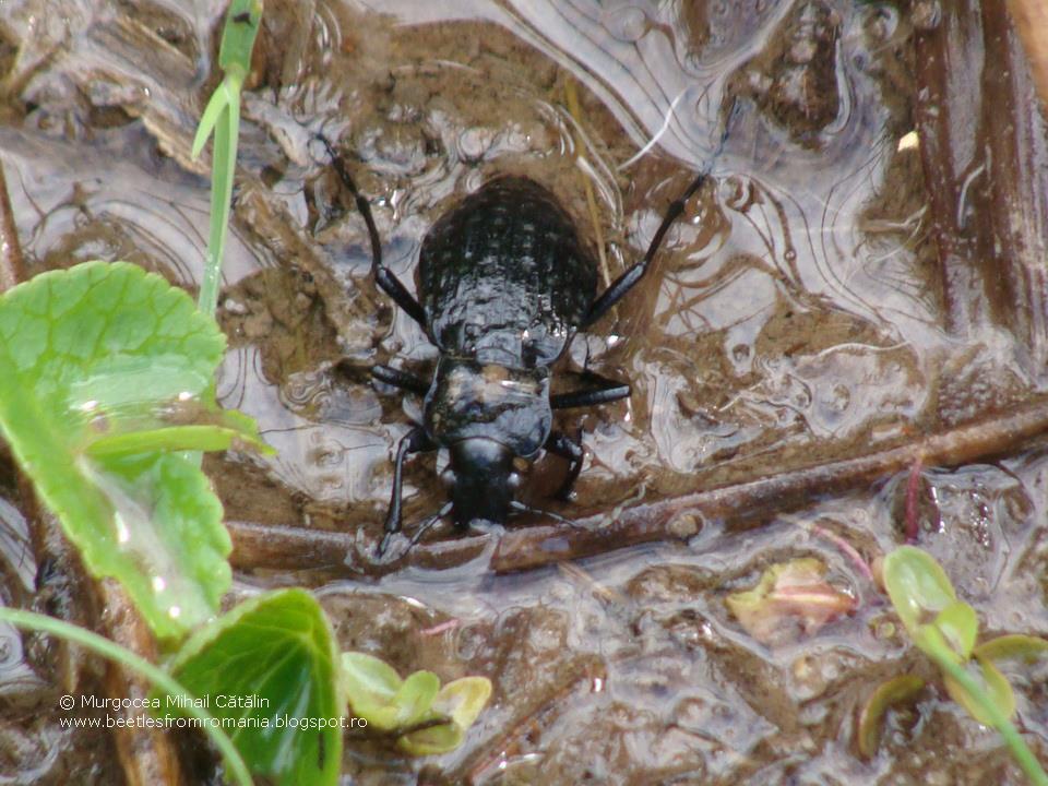 Beetles from Romania: Carabus (Hydrocarabus) variolosus