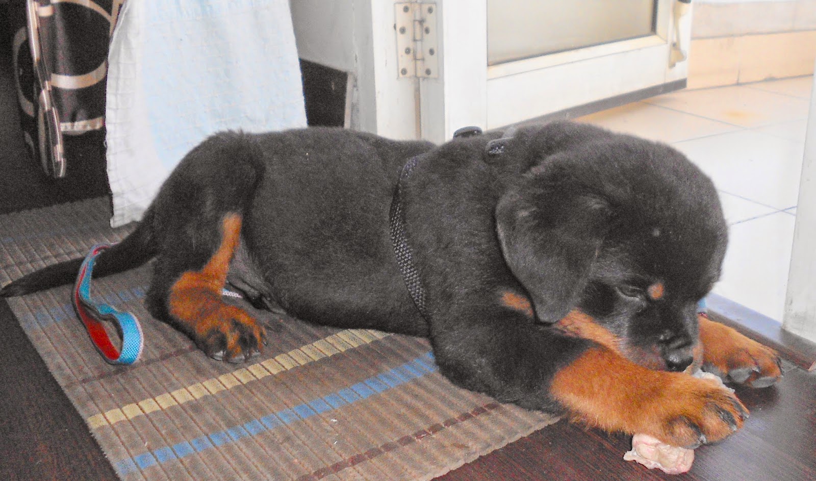 Leo - The Rottweiler: 9 Week Old Rottweiler Puppy - Day 63