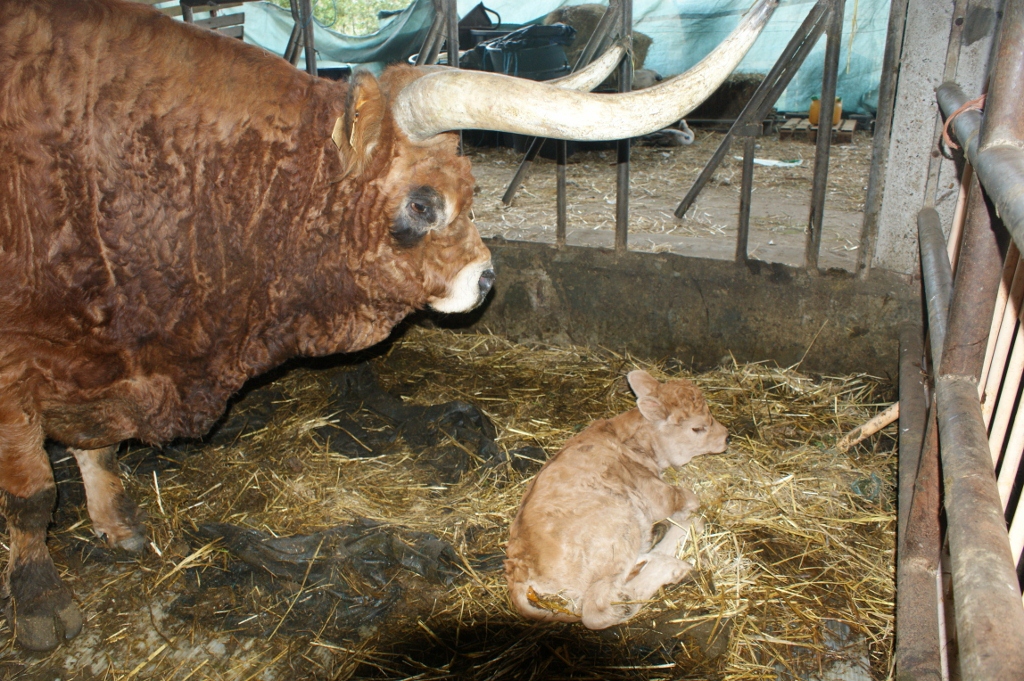 Nasceu um vitelo!!! | Plantas aromáticas, medicinais e condimentares