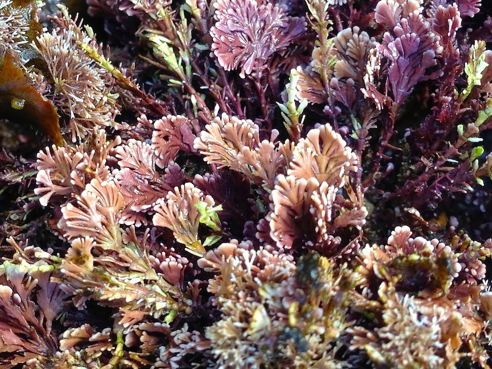Rafael Microfauna Marina: Coralináceas (Algas rojas)