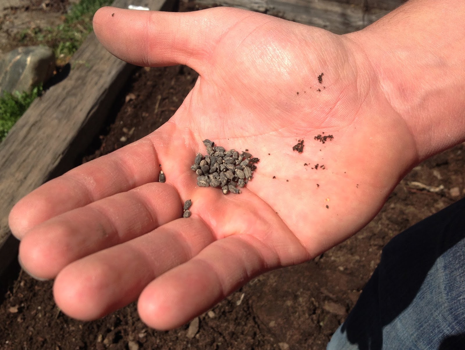 High Elevation Gardening: Week Five- Starting from Scratch: the ...