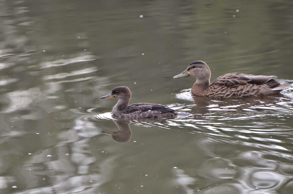 Tales From The Wilds: The Beavers Prep for Winter