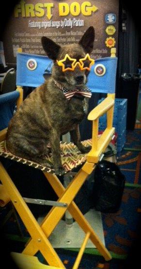 cult film freak: FIRST DOG