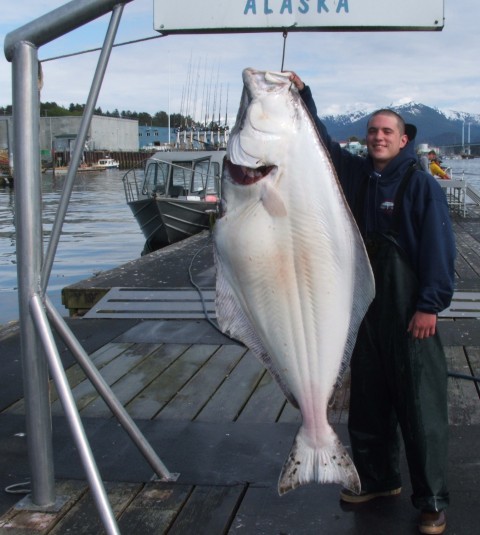Monster Fish - Alaska Halibut