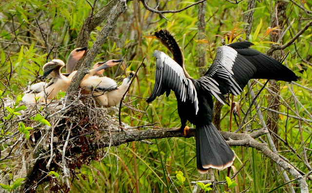 The Diary of an Anhinga