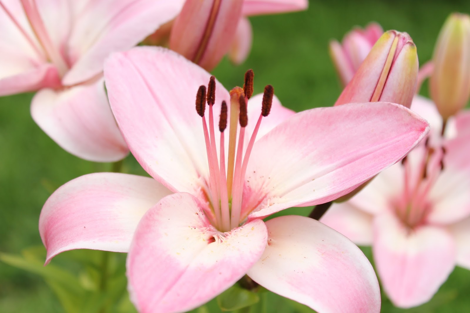 ruusumäki: Lumoavat liljat