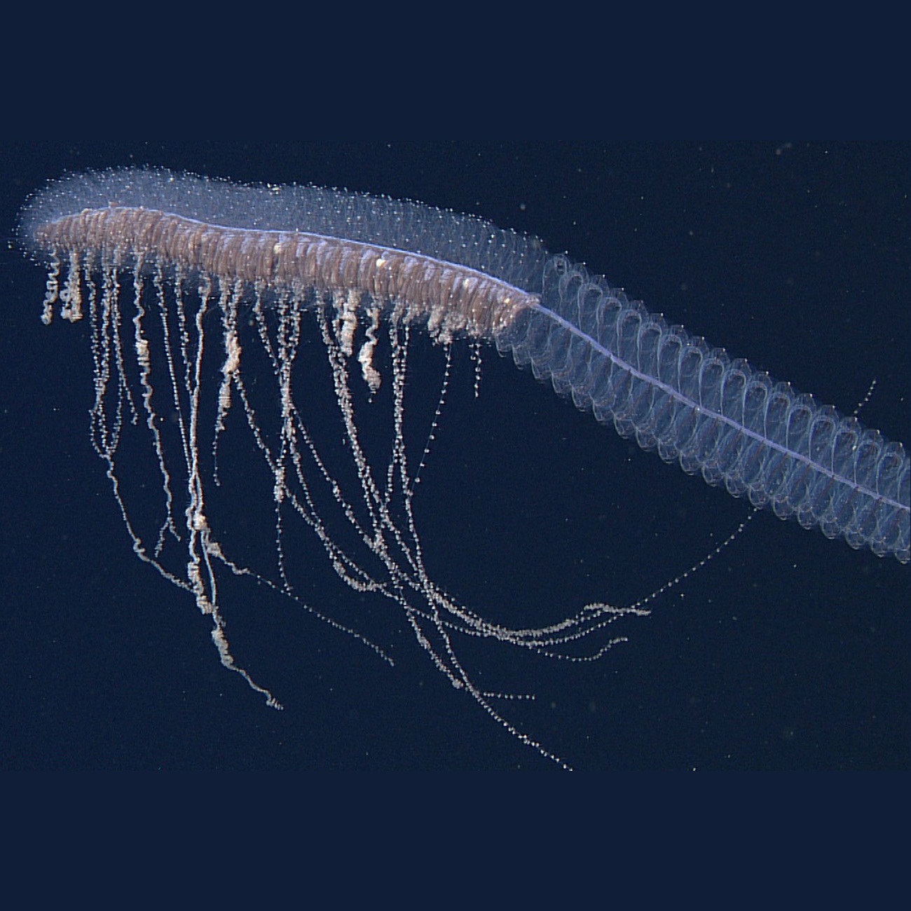 Species New to Science: [Cnidaria • 2016] Erenna insidiator & E. sirena ...