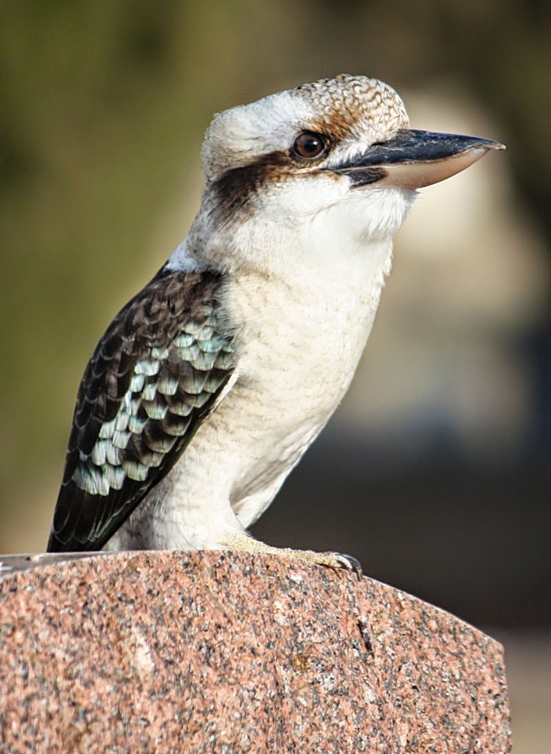 KOOKABURRA BIRD photos - wallpapers | the fun bank