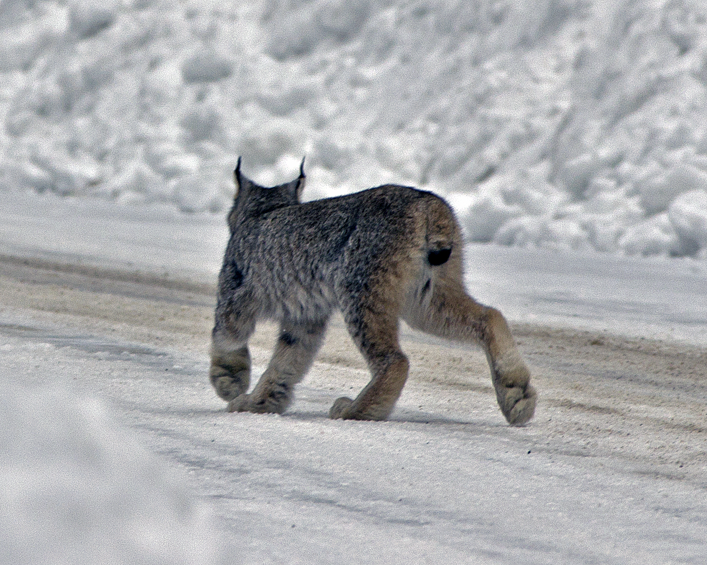 Wild in Pictures: Canada Lynx