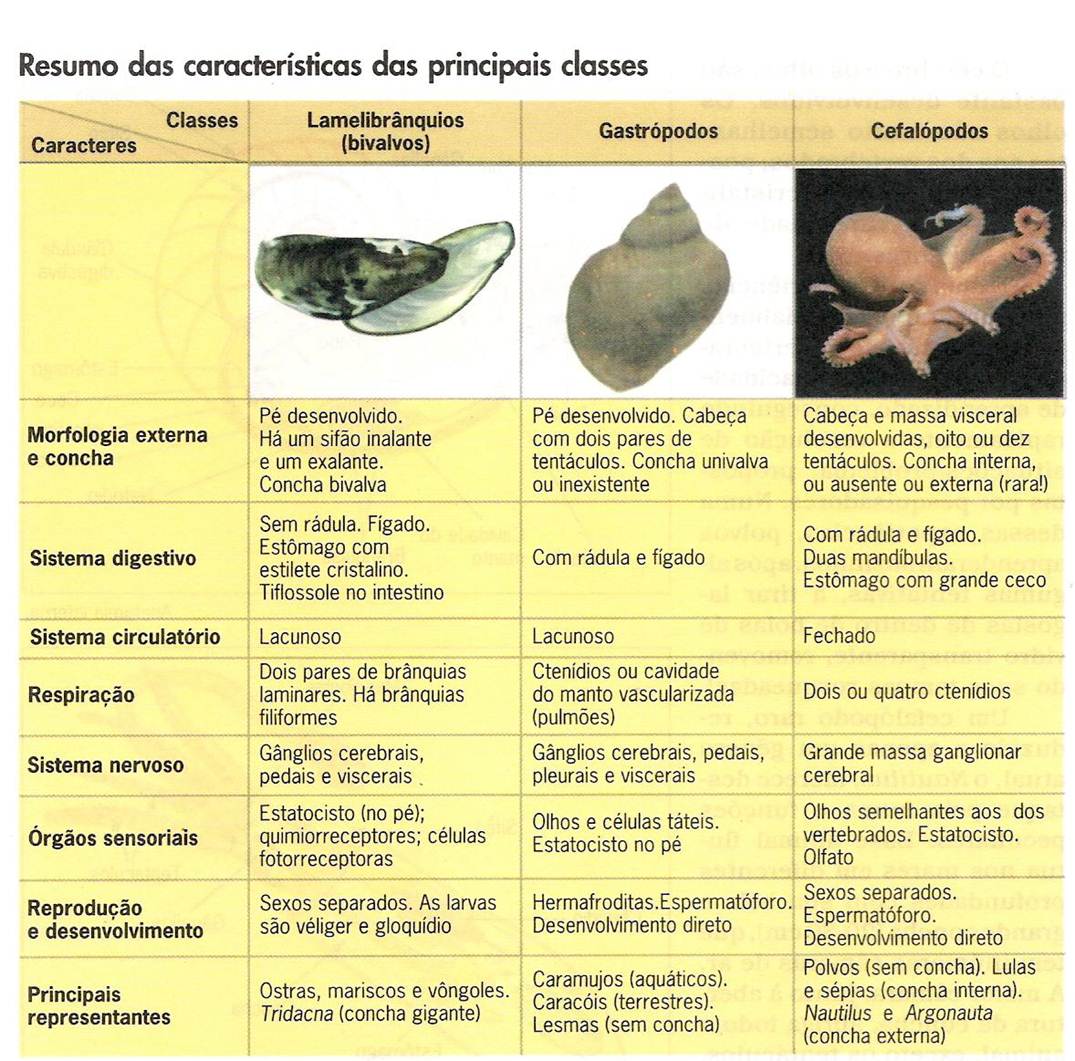 Bloggiologia: Moluscos