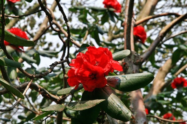 High Beeches Gardens: Three early red Rhododendrons High Beeches Gardens: Three early red Rhododendrons
