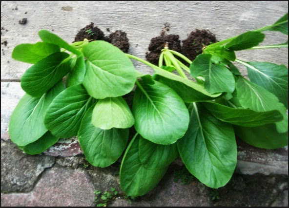 Cara Menanam Caisim Yang Baik Dan Benar - Referensi Tani & Kebun Anda