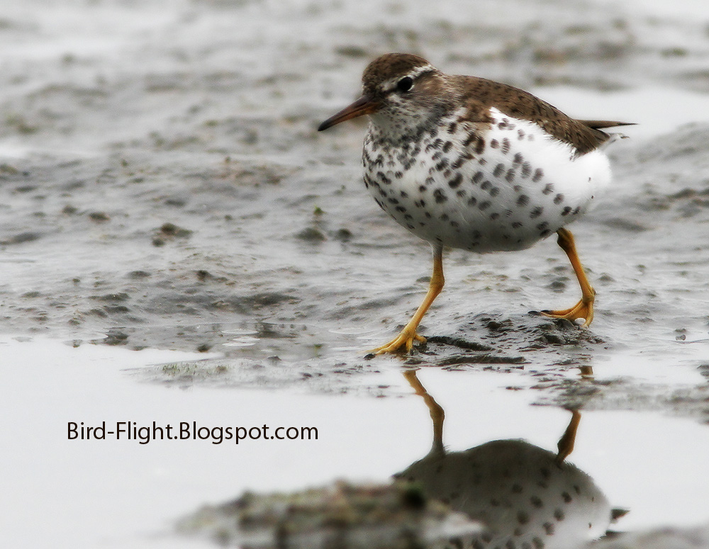 Bird Flight: Spotted Sandpiper