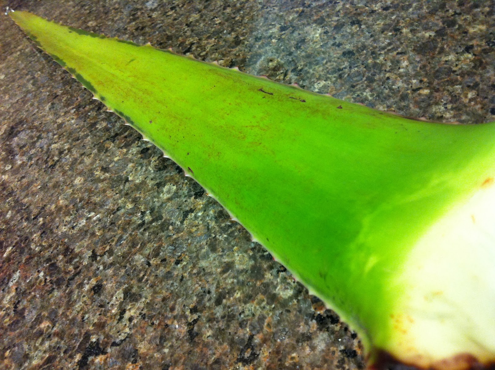 INGENIOUS HEALTH: Aloe?? How do you do?