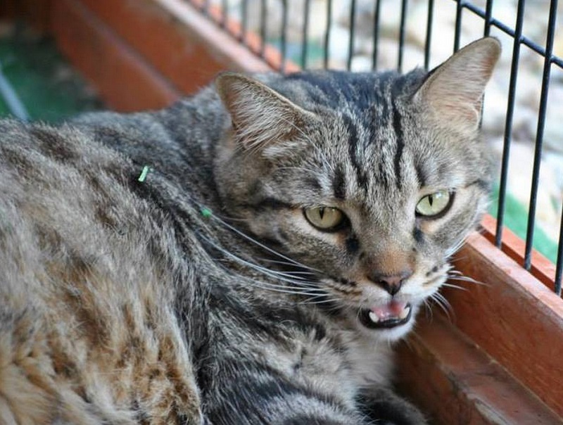 NOBLE GALGO: MICHI - gatazo precioso de 6 años - Madrid - Muy urgente!!!