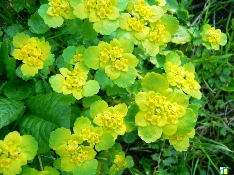 splinuta planta medicinala (goldenrod herb) | Farmacia Naturală