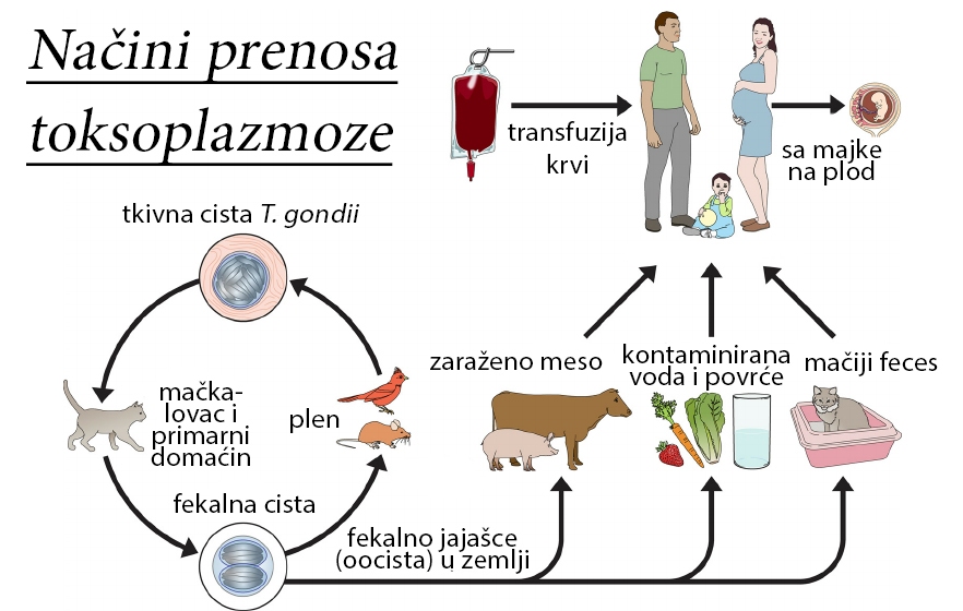 Toksoplazmoza - mačkitis kod pasa i mačaka ~ Panvet - moj veterinar