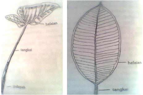 yanti.cute.blue.girl: praktikum 2 (morfologi tumbuhan)
