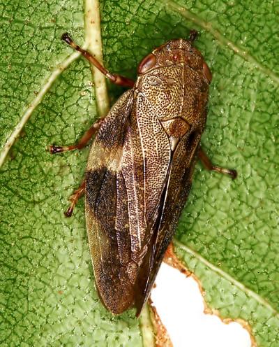 TYPES OF INSECTS : Alder Spittlebug