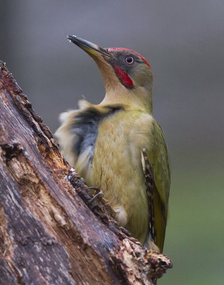 AVESANTURTZI: PITO REAL