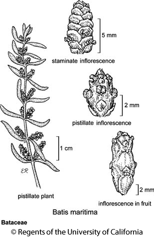 LESSER ANTILLES PLANTS ANGIOSPERMA: BATACEAE DIALIPÉTALAS BRASSICALES